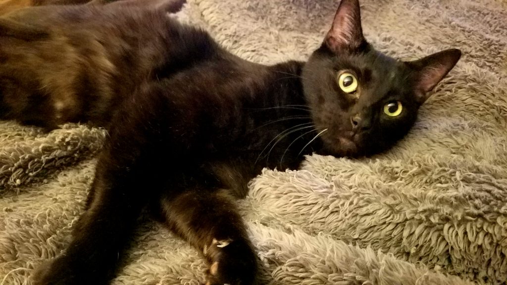 Krishna - Cats of Peacock Hill