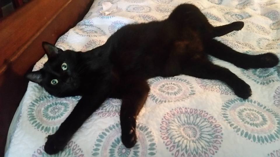 Merlin - Cats of Peacock Hill