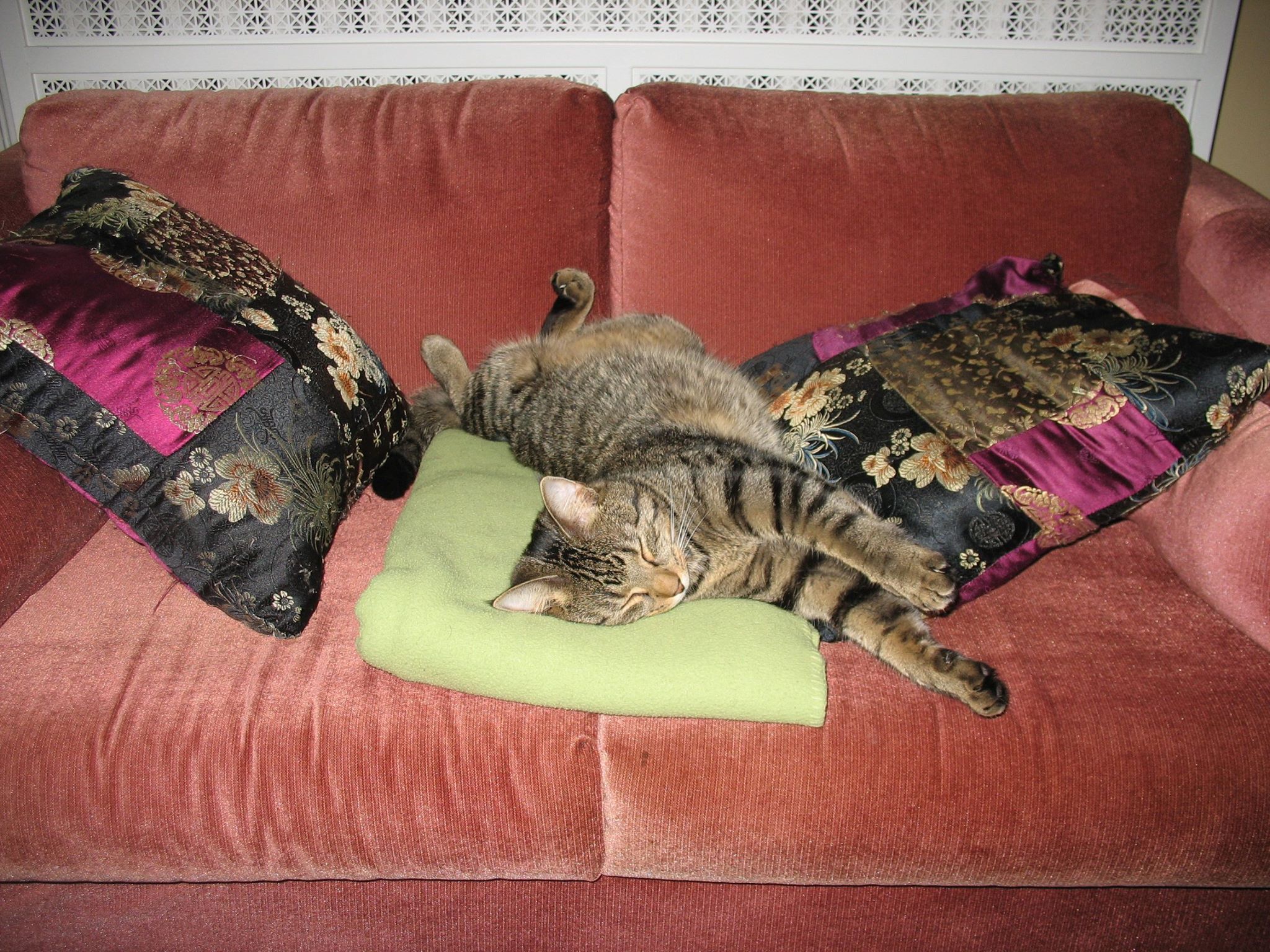 Yoshi - Cats of Peacock Hill